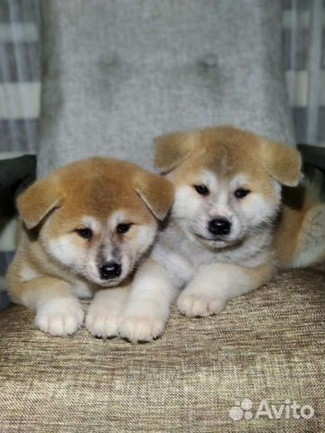 Щенки акита ину