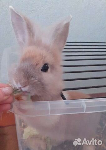 Декоративные кролики