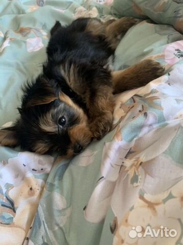Йоркширский терьер щенки