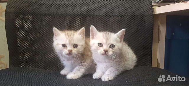 Британские котята