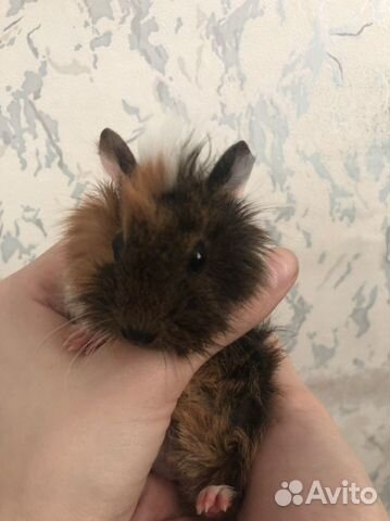 Морская свинка мальчик