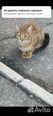 Котик помесь с бенгалом ищем дом, передержку