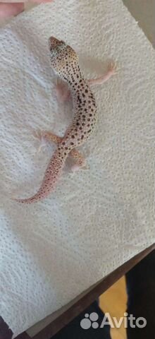 Эублефар дримсикл