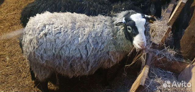 Бараны и Козы