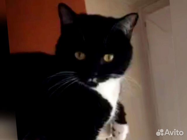 Ласковая кошечка котёнок чёрного окраса в дар