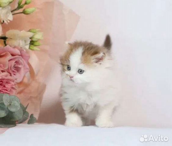 Котик Фредерик Златояра
