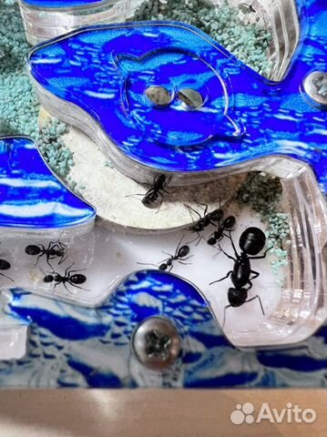 Camponotus vagus муравьи и формикарий муравьиная ф