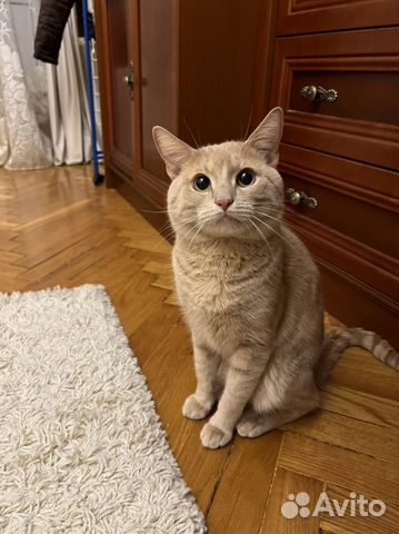 Котик длы вязки ищет кошечку. Красивый, взрослый