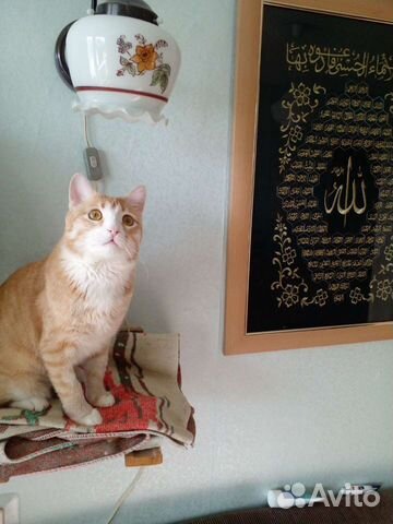 Рыжий кастрированный котик