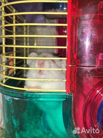 Крысы дамбо девочка 4 мес