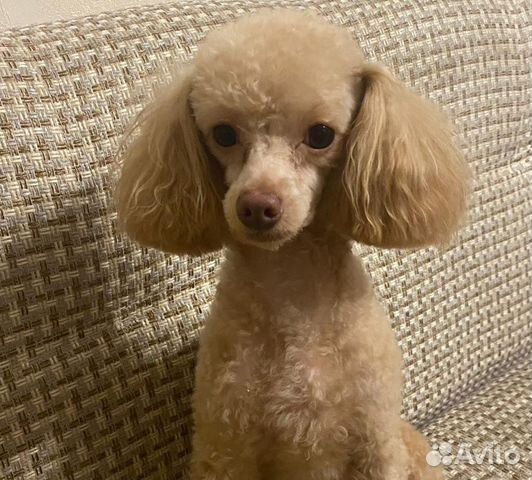 Вязка/случка той-пудель мальчик