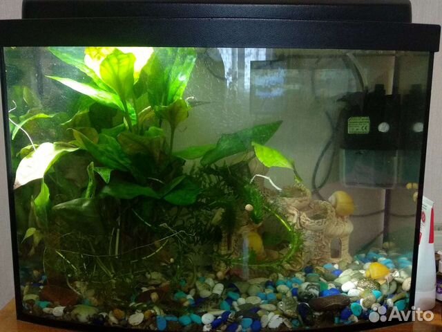 Аквариумные рыбки и растения