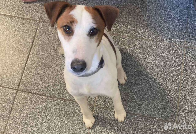 Фокстерьер бесплатно