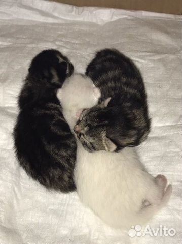 Котята в добрые руки 2 девочки