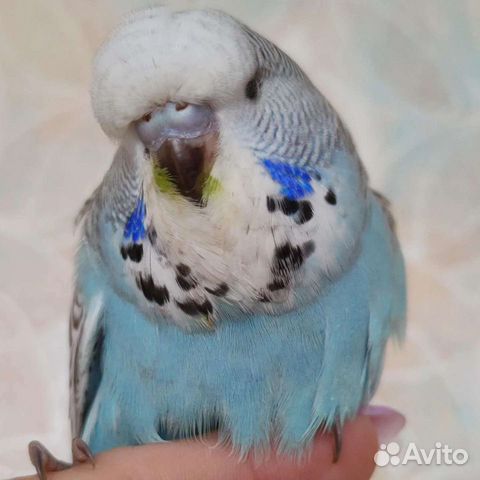 Выставочный волнистый попугай Чех