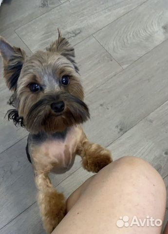 Мини Йорк. Мальчик. Вязка. Некрасовка. Бесплатно