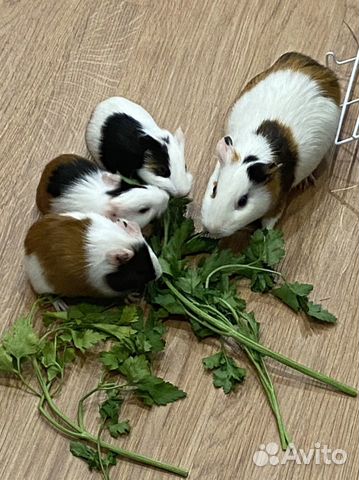 Морская свинка