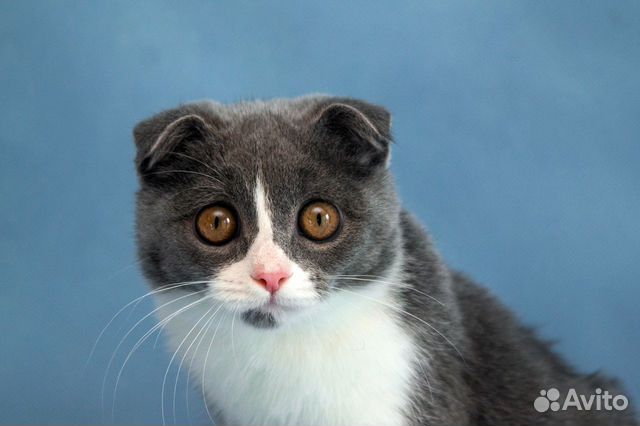 Котёнок в самые добрые руки