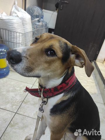 Собака в добрые руки отдам бесплатно