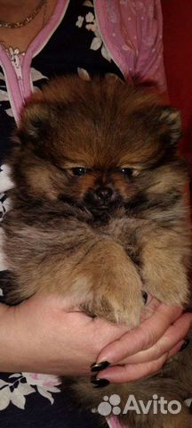 Померанский шпиц