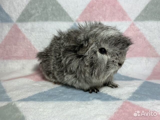 Морская свинка перуанец малыш