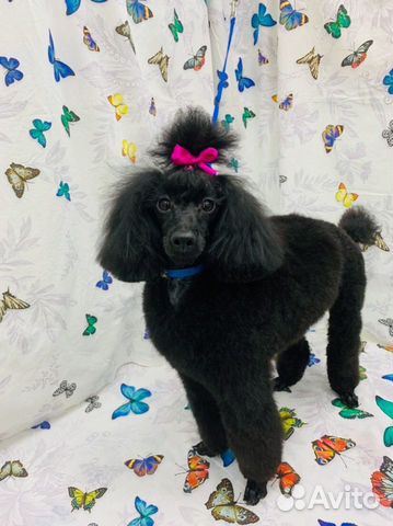 Ищем жениха