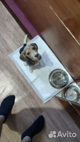 Собака бигль отдам