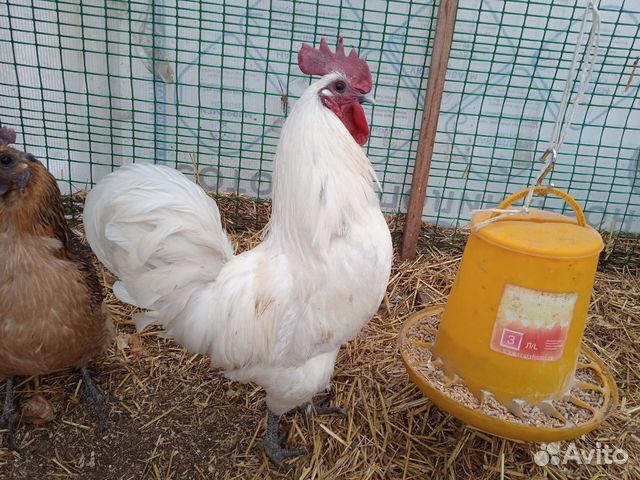 Петух лакеданзи и мараны