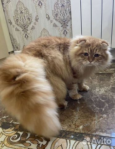 Шотландский кот вязка