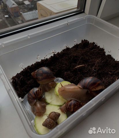 Ахатинские улитки