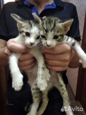 Котята в добрые руки