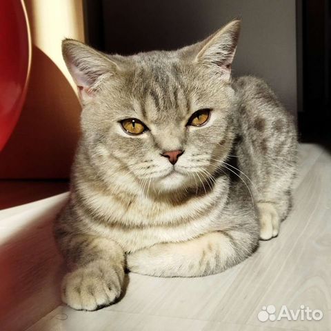 Шотландский кот на вязку