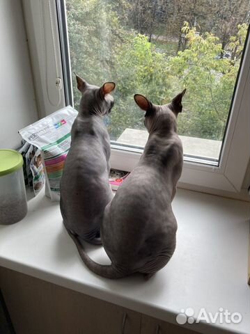 Коты сфинксы