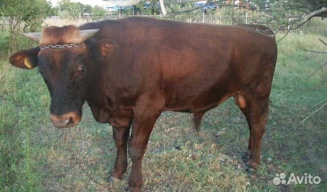 Продажа быков
