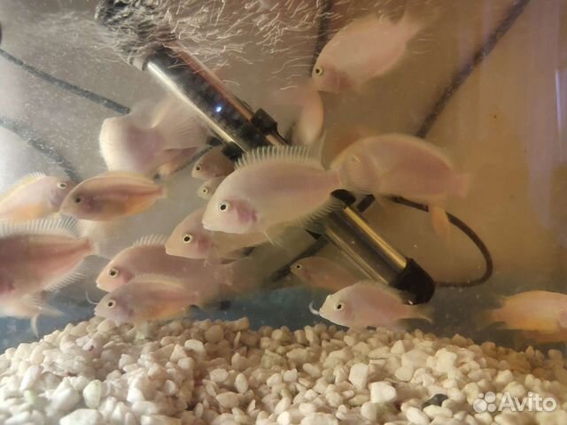 Рыбки цехлиды