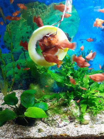 Рыбки пецилии