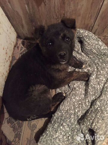 Собаки бесплатно