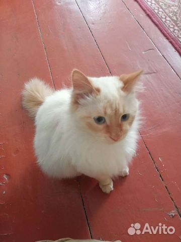 Кот Бася
