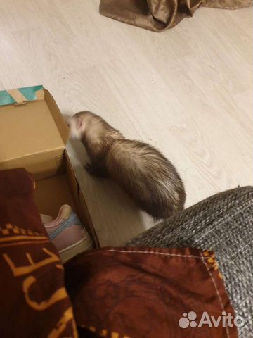 Хорек бесплатно с клеткой