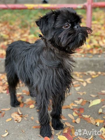 Бельгийский гриффон вязка