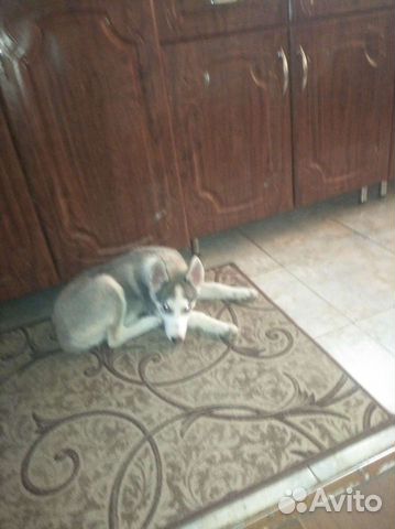 Продам собаку в связи переездоммальчик 4 месяца ха