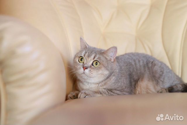 Взрослая кошка золотая шиншилла голубая