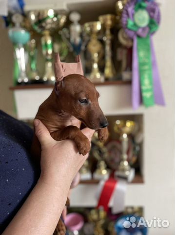 Щенок девочка питомник Тень Луны