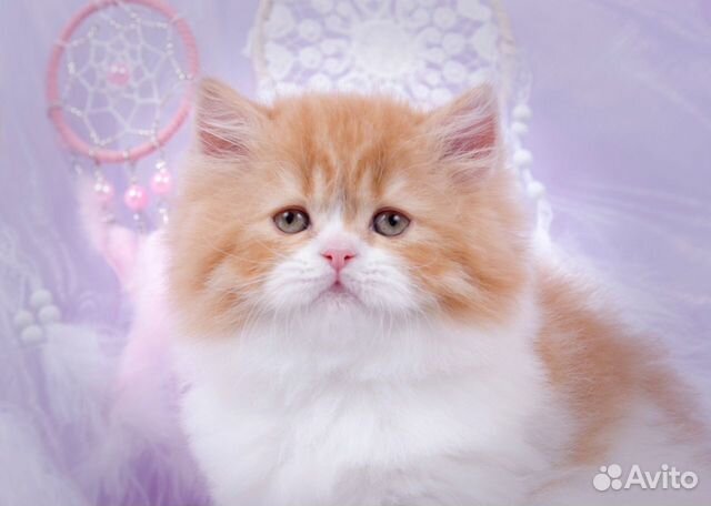 Британский длинношерстный котёнок красный биколор