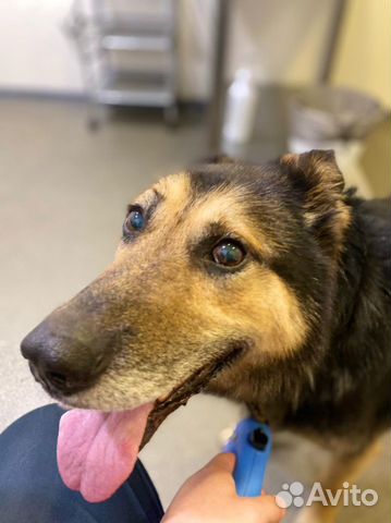 Отдадим собаку в добрые руки