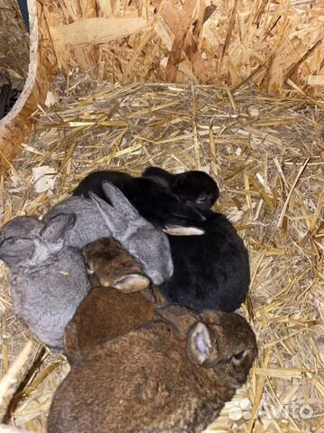 Кролик Рекс