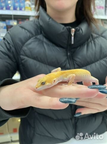 Геккон эублефар