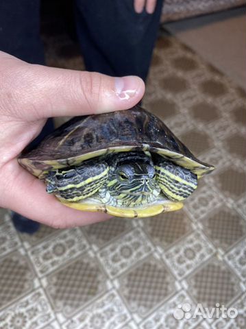 Красноухая черепаха большая