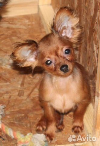 Тойтерьер длинношерстный