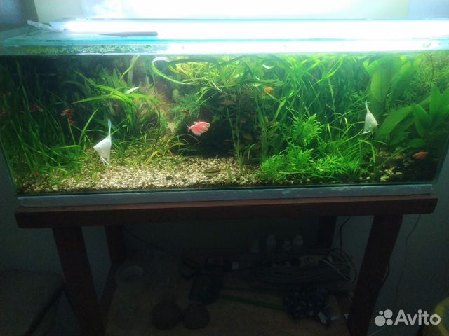 Аквариумное растение